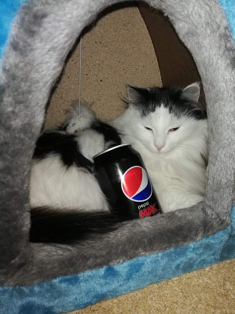 Pepsi Cat Off Topic Arcane Odyssey