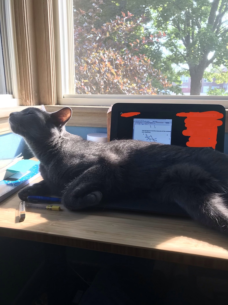 My Cat Being Annoying Off Topic Arcane Odyssey my-cat-being-annoying-off-topic-arcane-odyssey