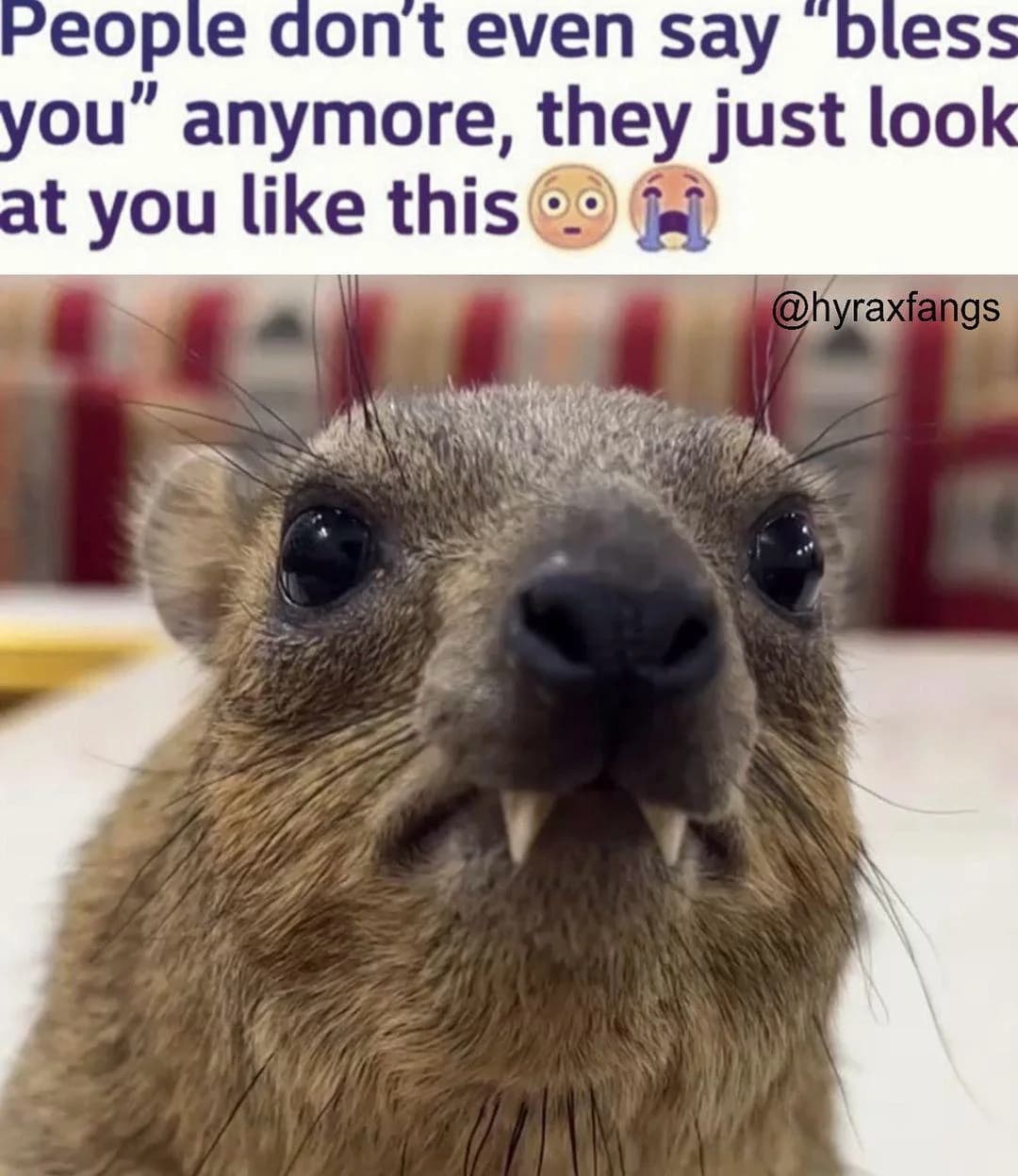 Islands most likely to be inhabited by Hyrax - Game Discussion - Arcane ...