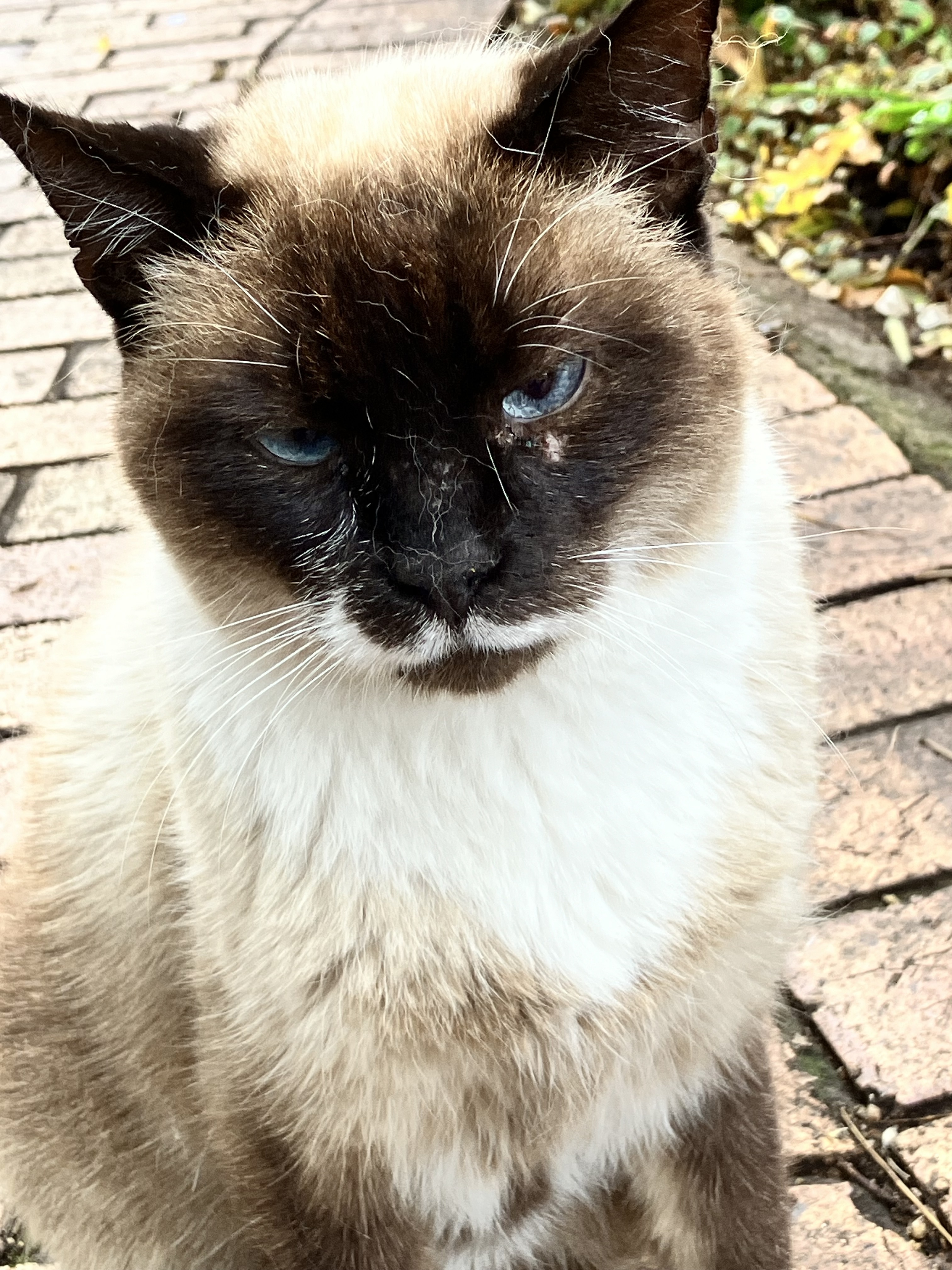 This silly cat at my school - Off Topic - Arcane Odyssey