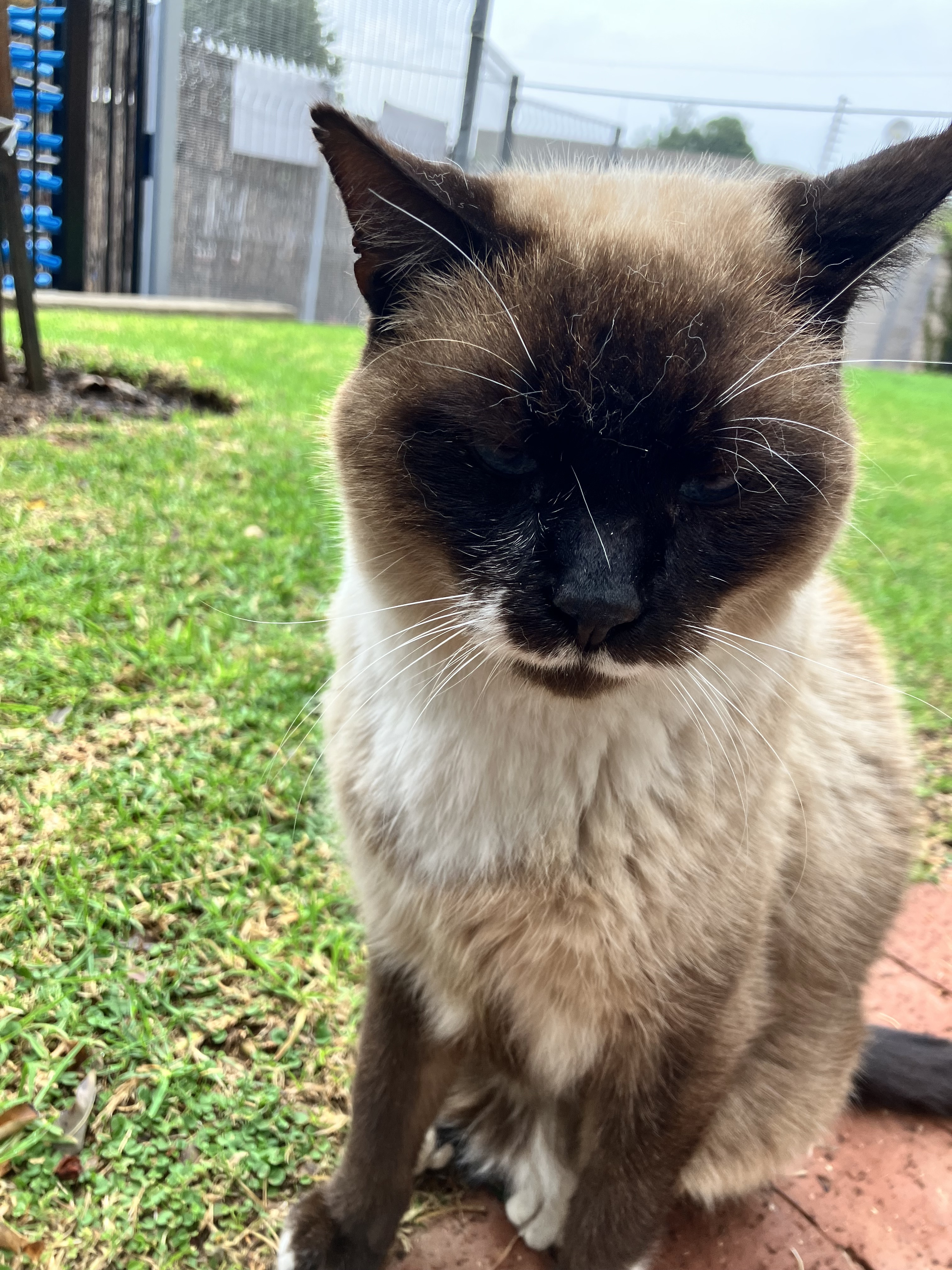 This silly cat at my school - Off Topic - Arcane Odyssey