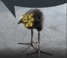 The bird takeover of the forums - Off Topic - Arcane Odyssey
